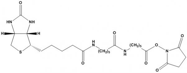 89889-52-1 | Biotin-LC-LC-NHS